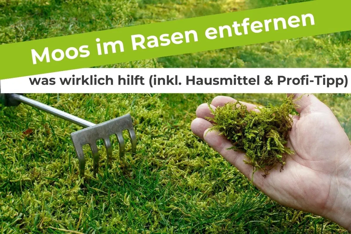 Moos im Rasen entfernen – was wirklich hilft (inkl. Hausmittel & – Terrauno