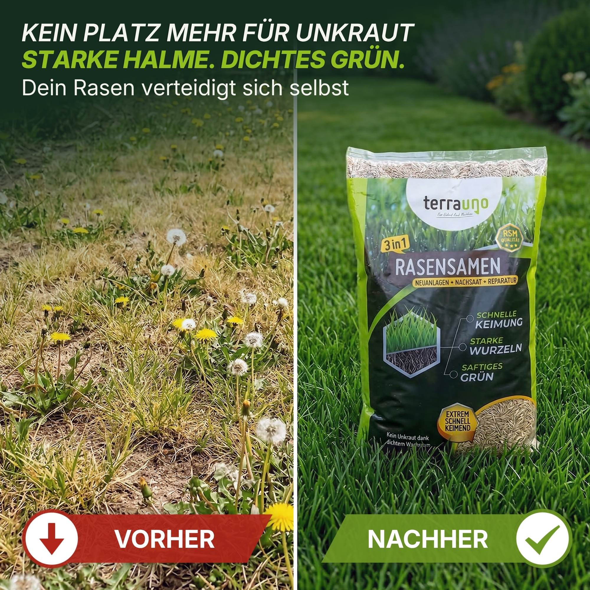 Rasensamen Fr Trockenen Sandboden Test